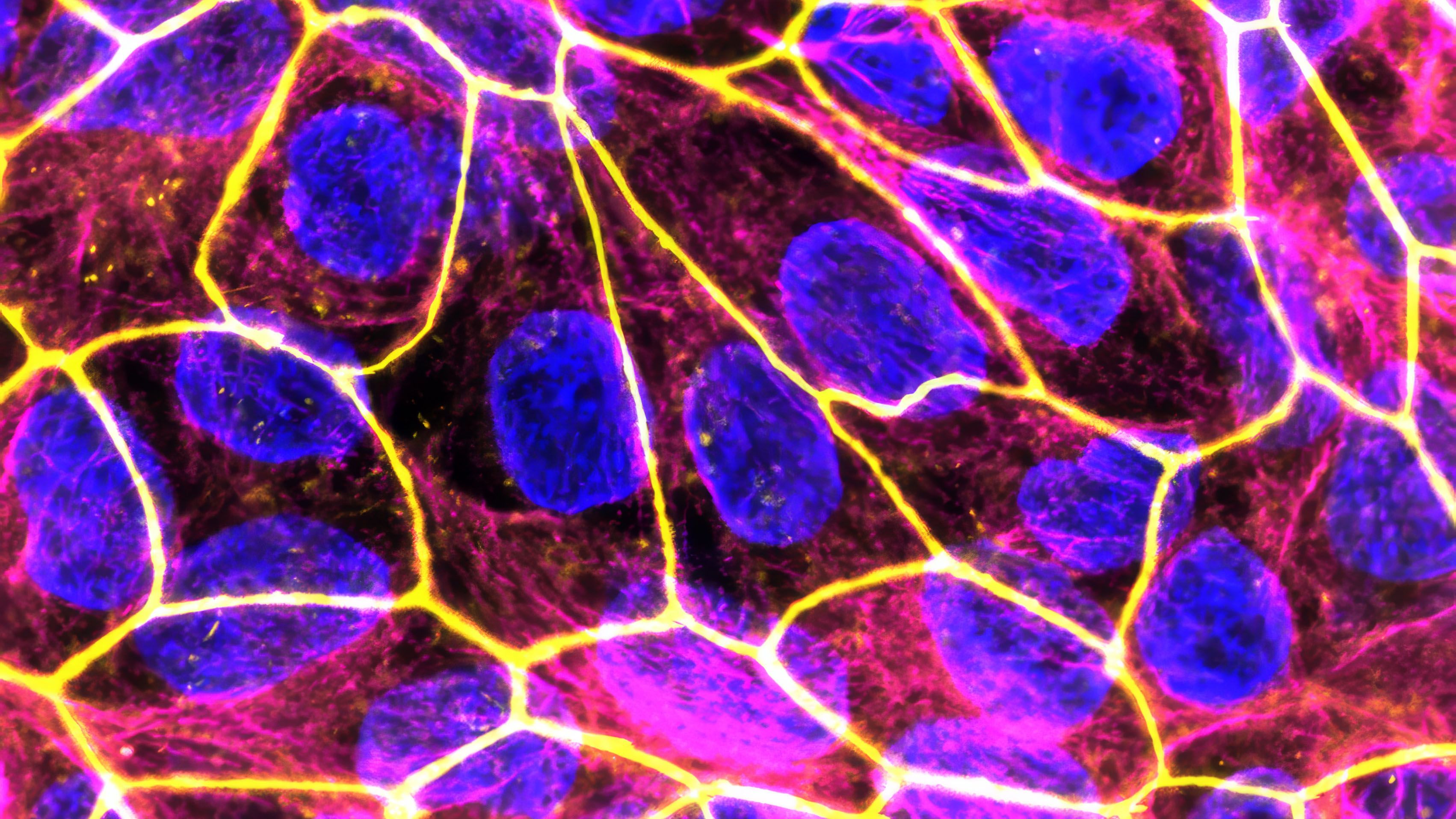 Nanomédecine: Des médicaments sûrs pour la mère et l'enfant